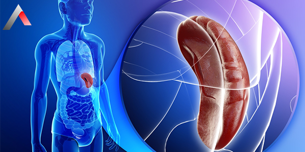 Spleen Surgery (Splenectomy) | A Life Health Group