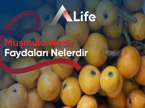 Muşmula Nedir? Faydaları Nelerdir? | A Life
